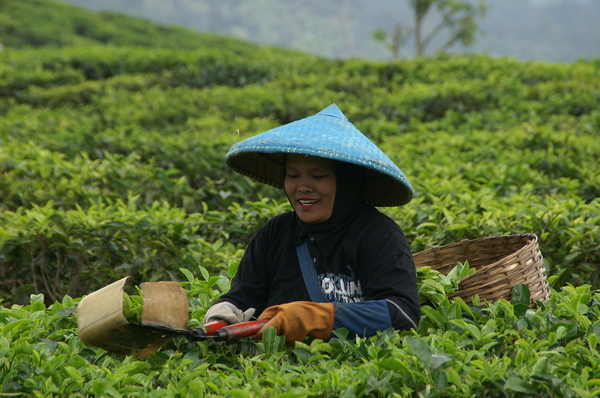 Rondreis Java & Bali, 18 dagen | Djoser